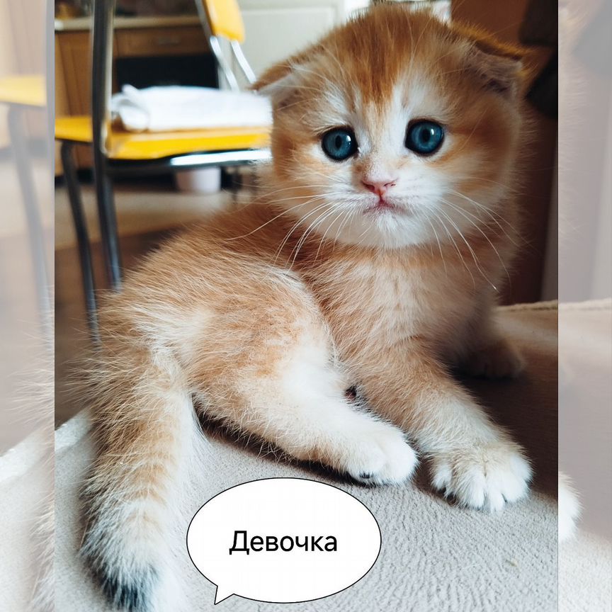 Котята золотая и серебряная шиншилла