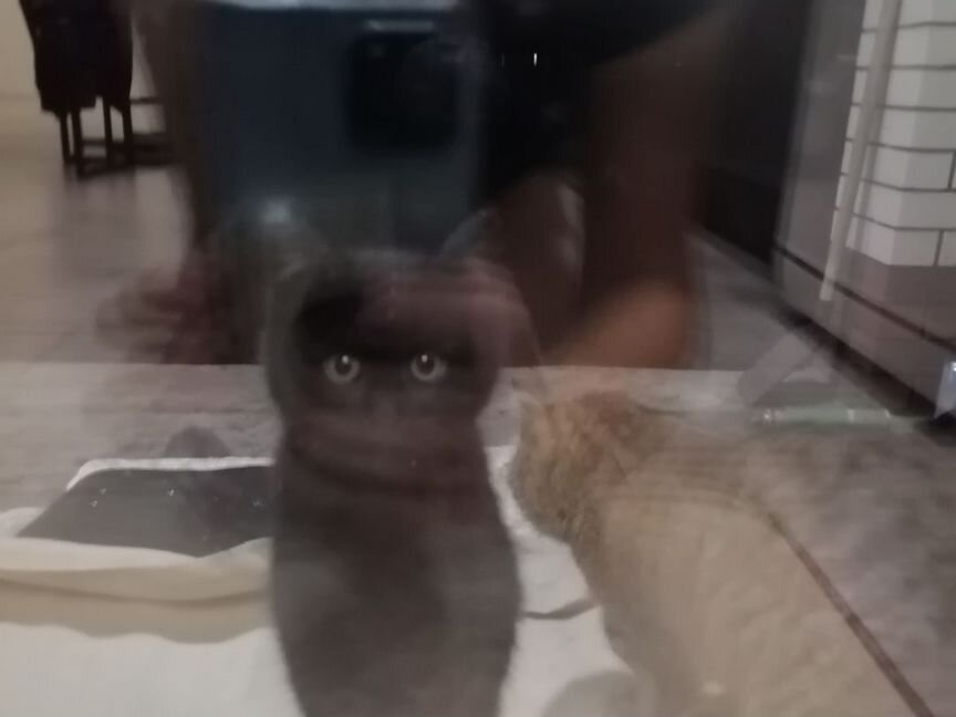 Кошка