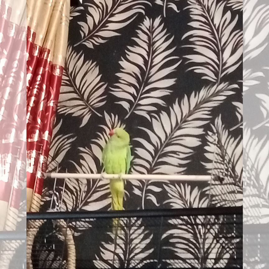 Ожереловый попугай птенчик