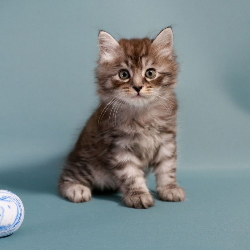 Серебряный котик курильский бобтейл