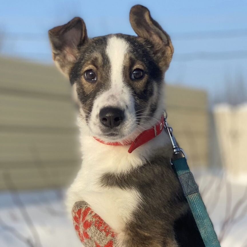 Щенок в добрые руки