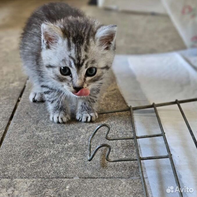 Котёнок окрас Вискас