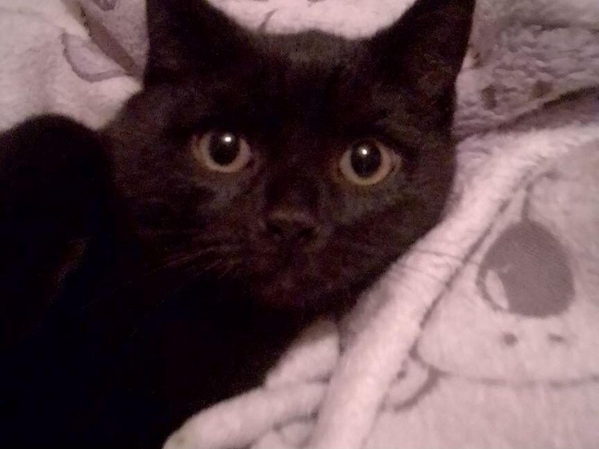Котята и кошечки милые разноухие