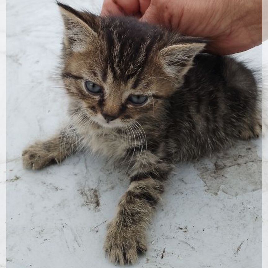 Котята в добрые руки бесплатно мальчики и девочка