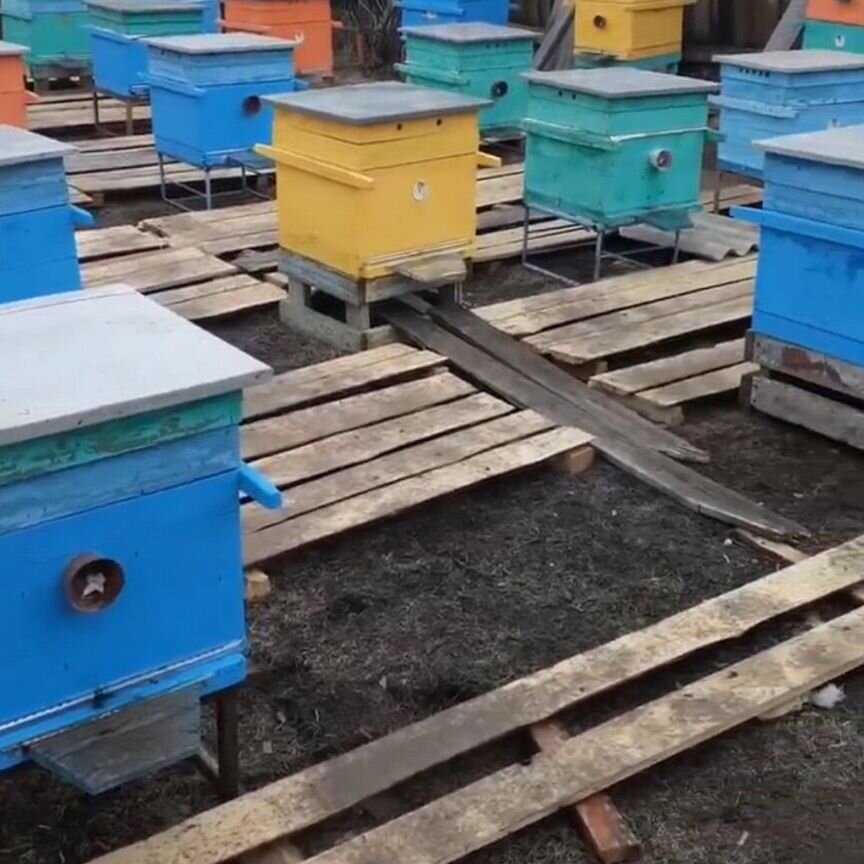 Продам пчелосемьи