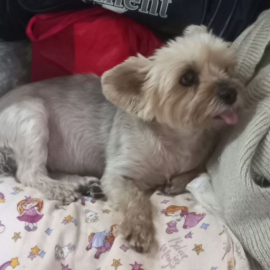 Йоркширский терьер девочка стерилизованная