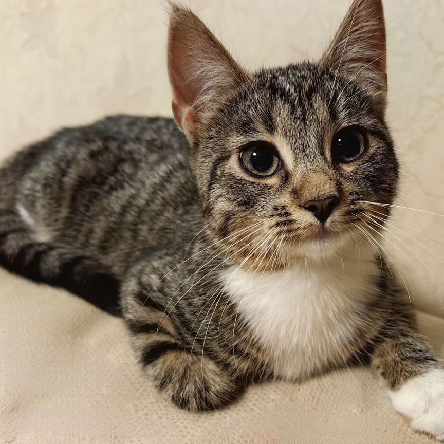 Отдам котёнка в добрые руки бесплатно