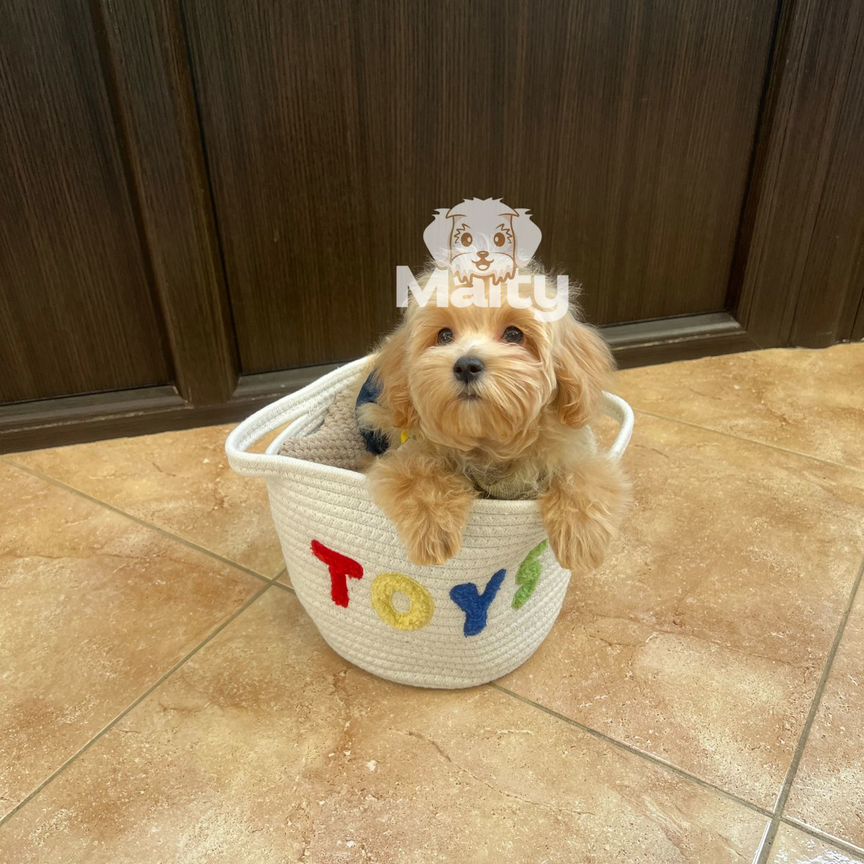 Мальтипу f1 mini