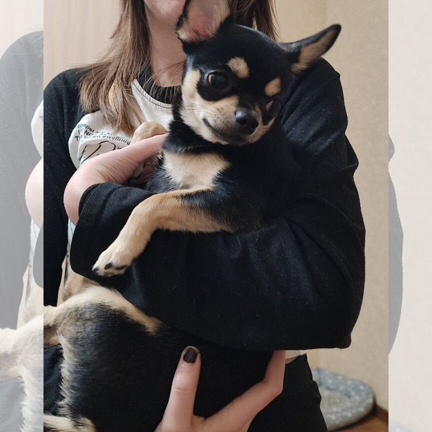 Чихуахуа, щенок