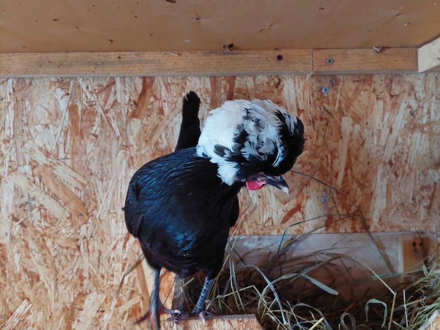 Инкубационное яйцо, цыплята