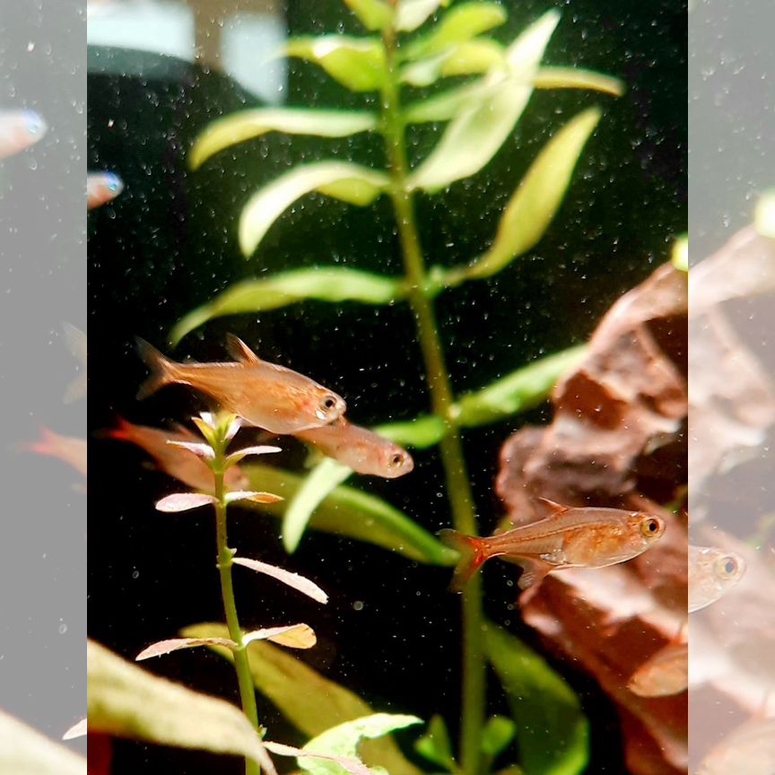 Тетра Аманды 7 шт