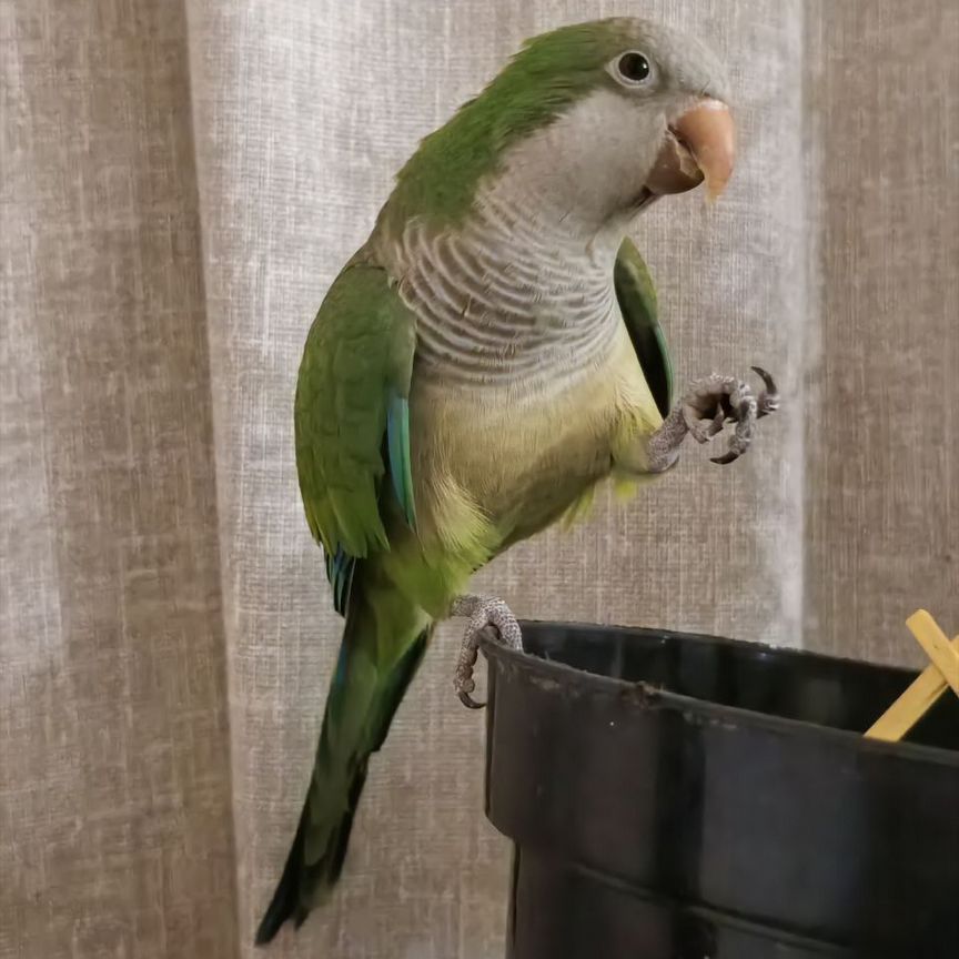 Бронь Попугай монах/квакер/калита