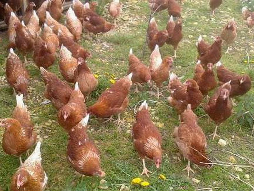 Куры несушки Кубанские красные