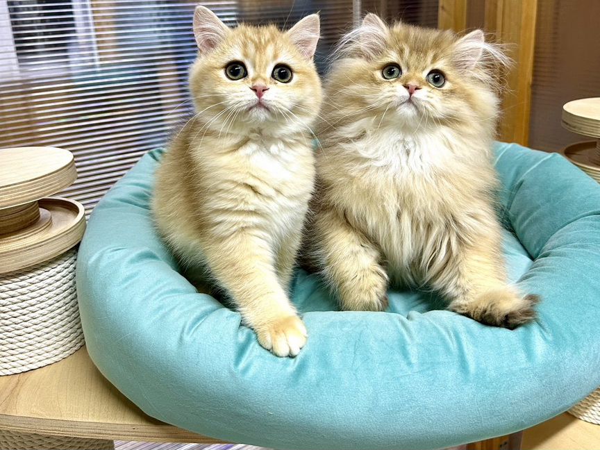 Британские золотые котята