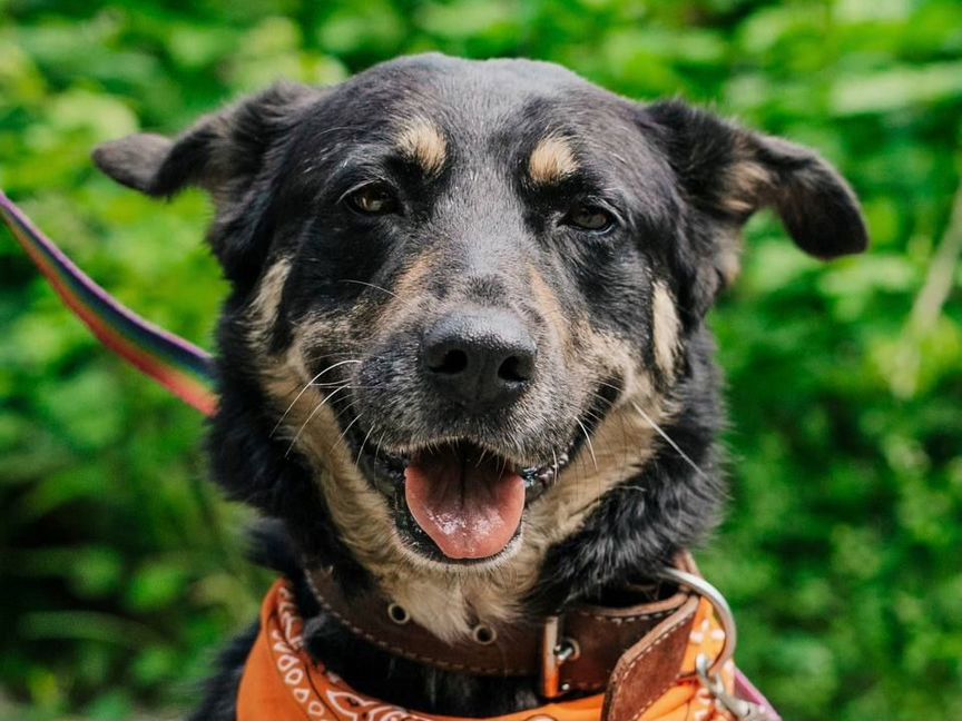 Квартирная собака в добрые руки