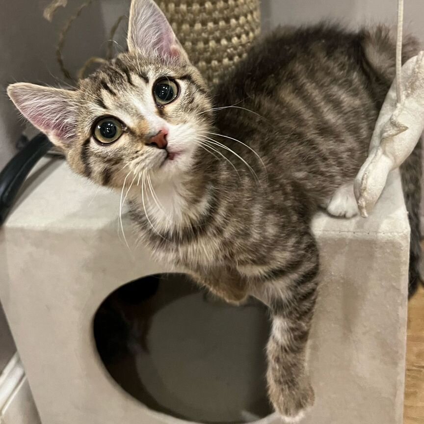 Котёнок в добрые руки