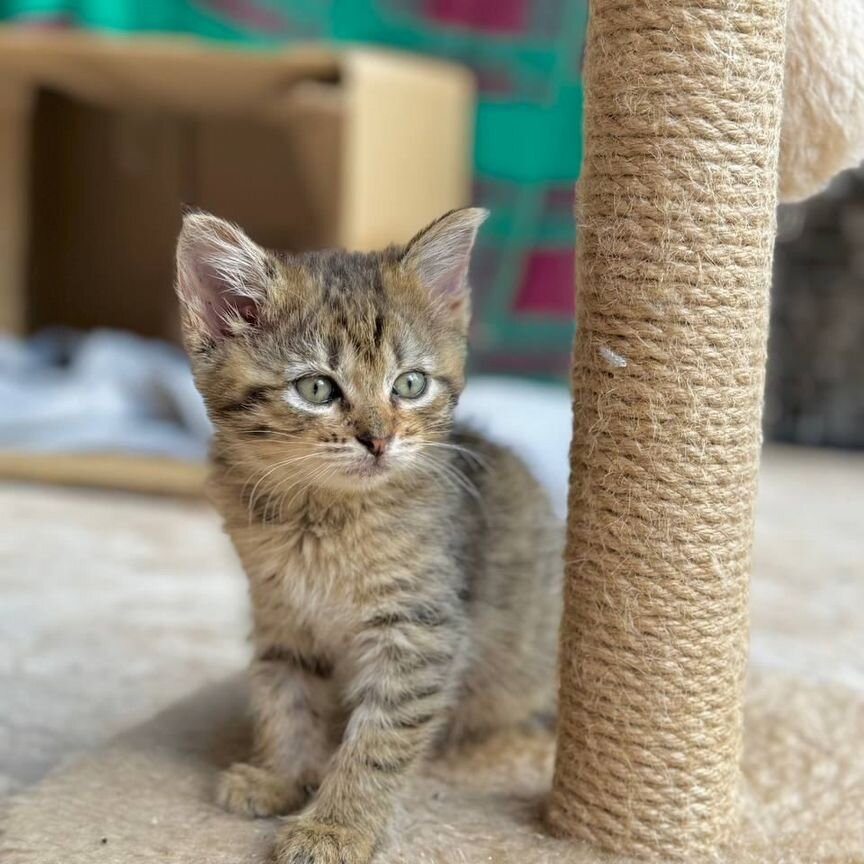 Котенок ищет маму