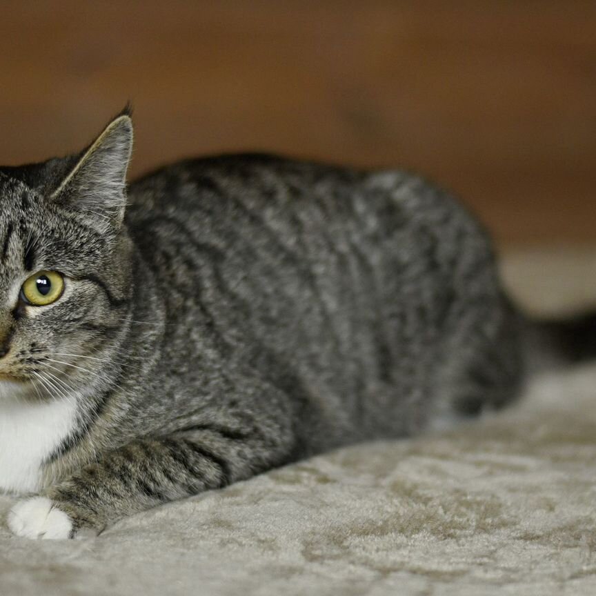 Кошка Клепа ищет семью