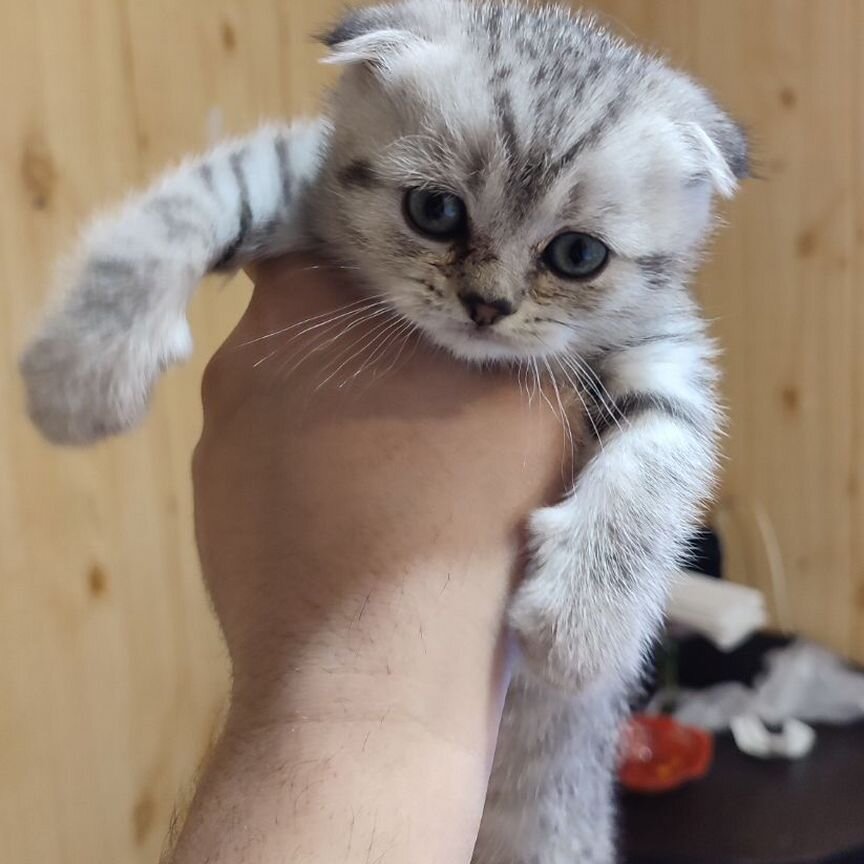 Шотландский вислоухий короткошёрстный котёнок