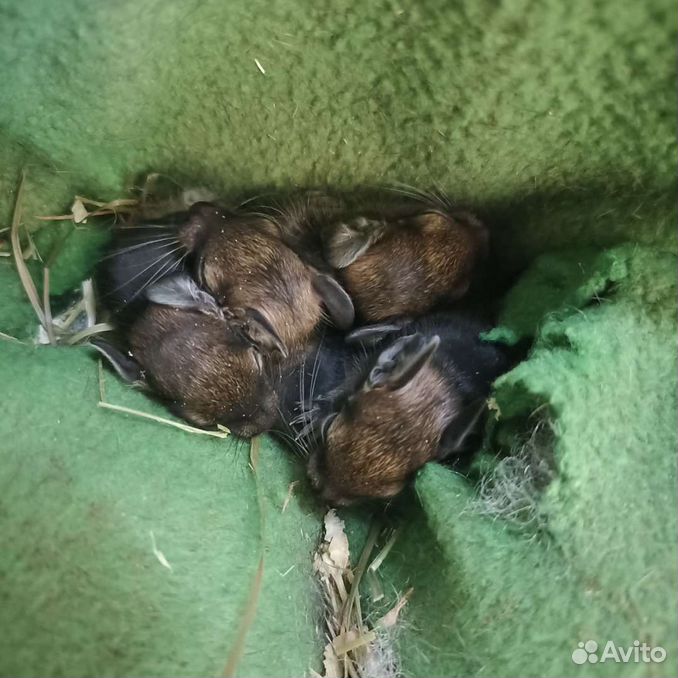 Чилийская белка дегу