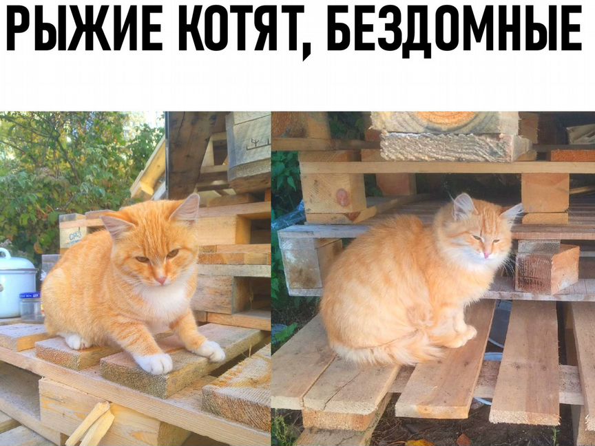 Рыжие ласковые на улице