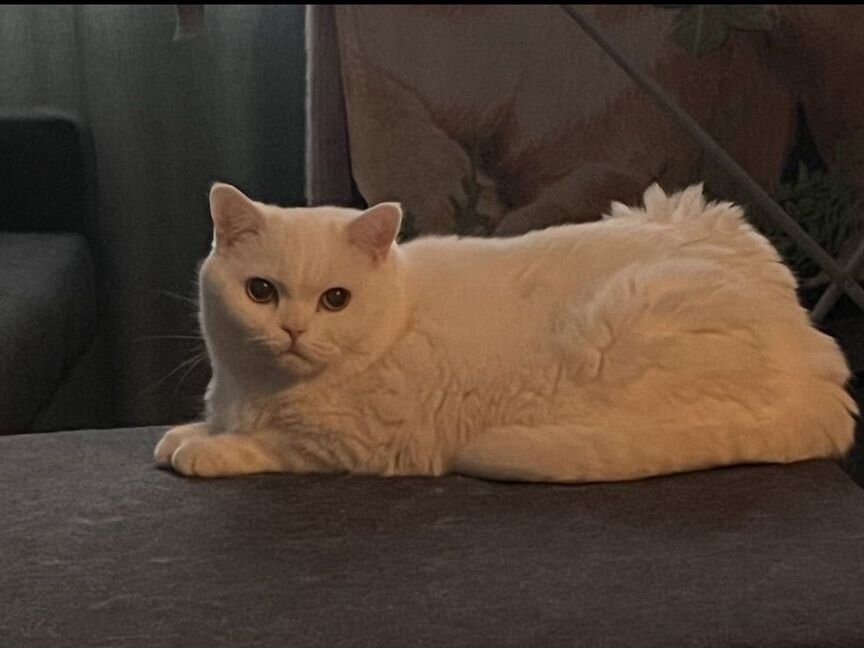 Шотладская кошка, бесплатно, в добрые руки