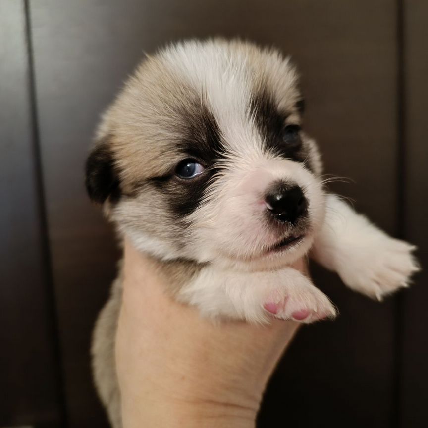 Очаровательный коржик