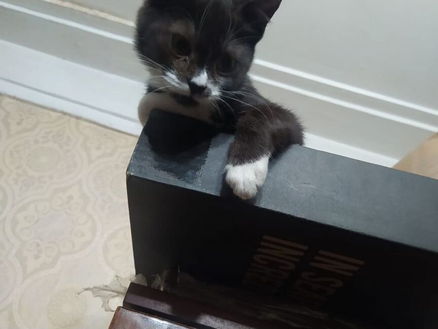 Очаровательная умная малышка Бетти 3 мес ищет семь