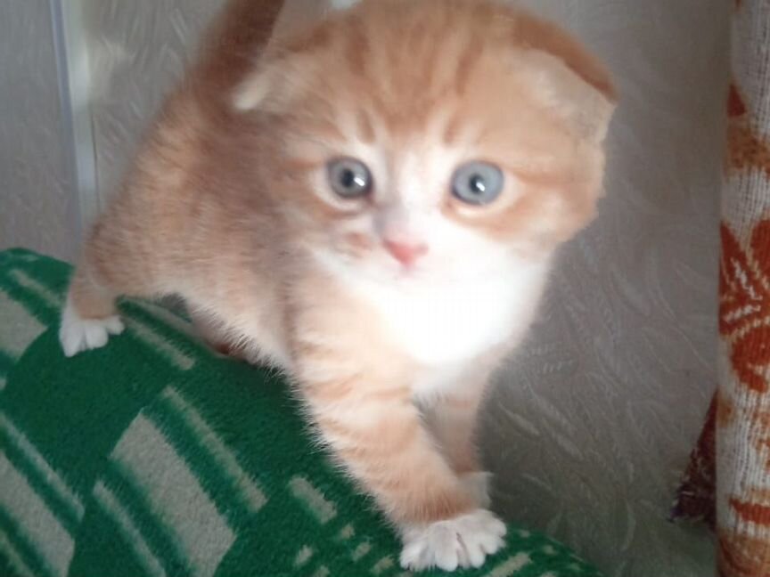 Вислоухий рыжик