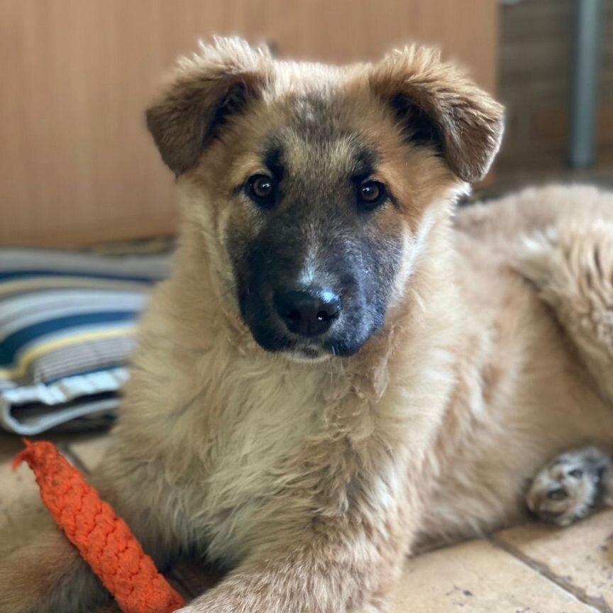 Щенок в добрые руки бесплатно