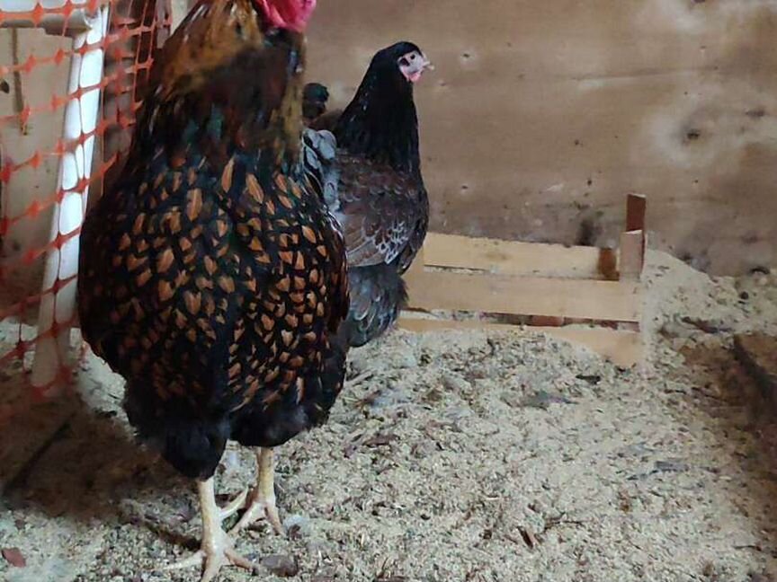 Петухи и курицы