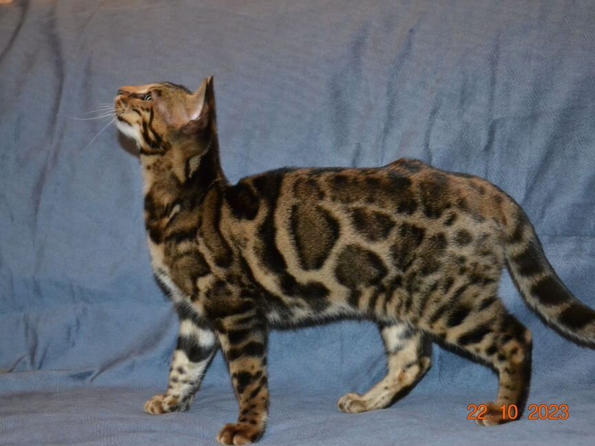 Бенгальская кошка Ф2