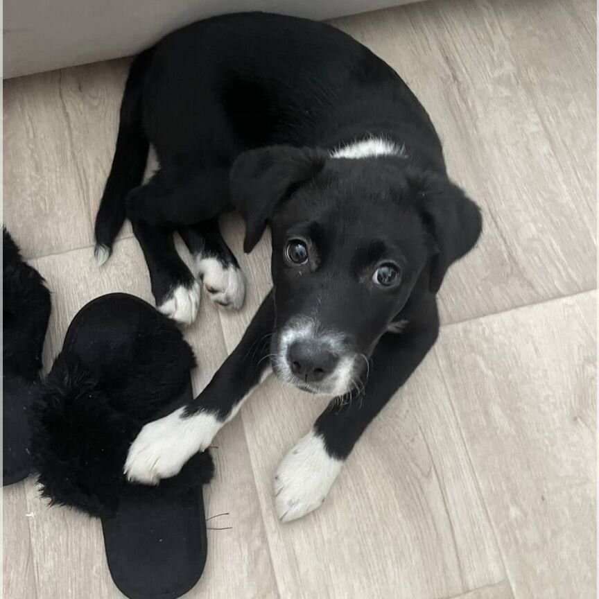 Лабрадор-ретривер, щенок