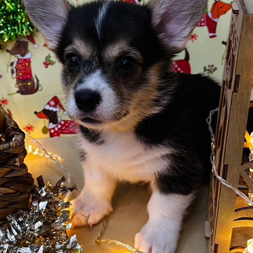 Девочки и мальчики Вельш-корги пемброк