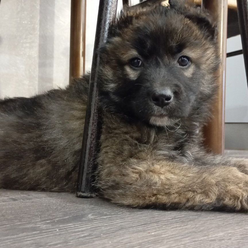 Щенки дворняжки в добрые руки