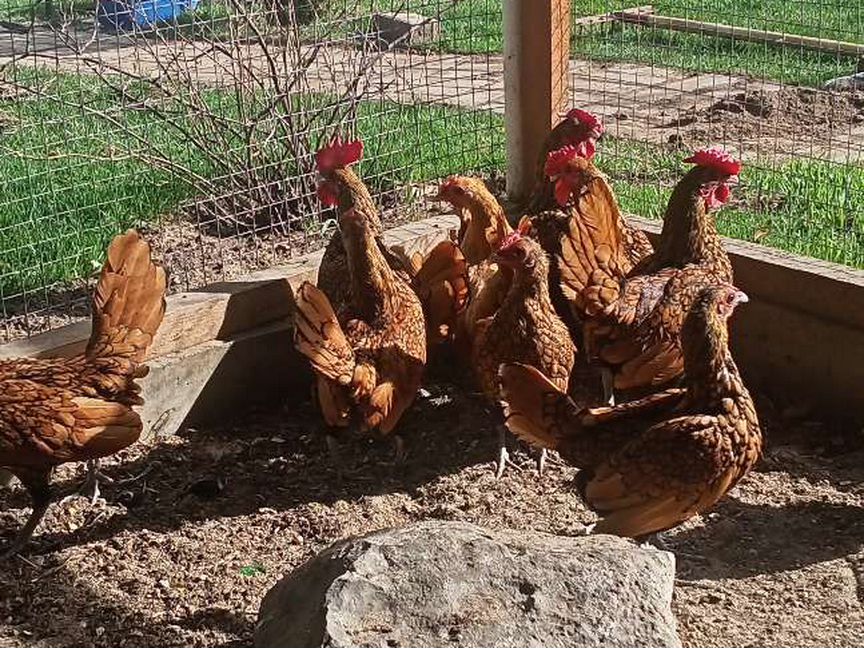 Куры молодки