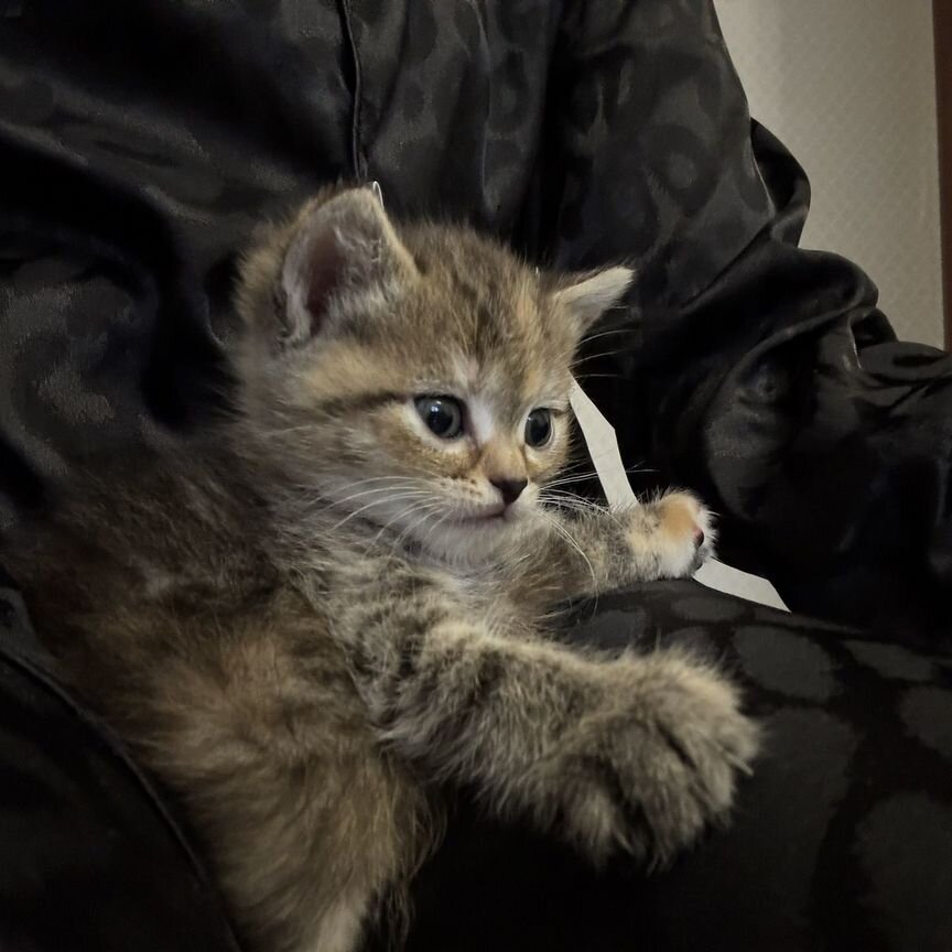 Тайские котята