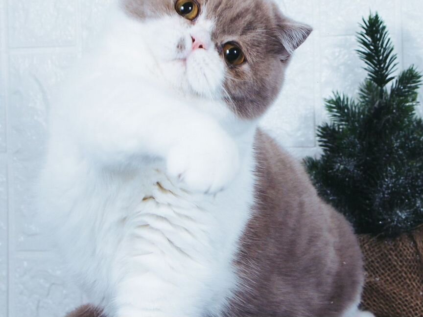 Британский котик