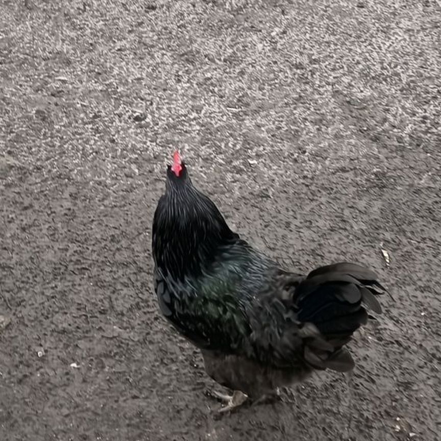 Петухи Австралорпы и другие