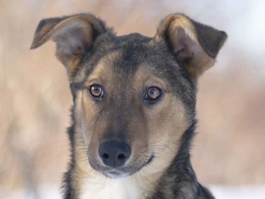 Щенок Бруно отдаётся в хорошие руки