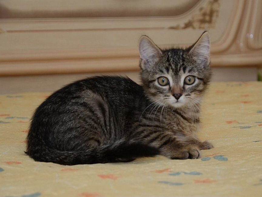 Мальчик Лексик ищет семью