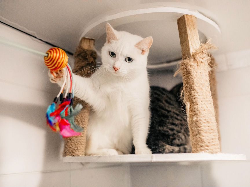 Кошка Снежана в добрые руки