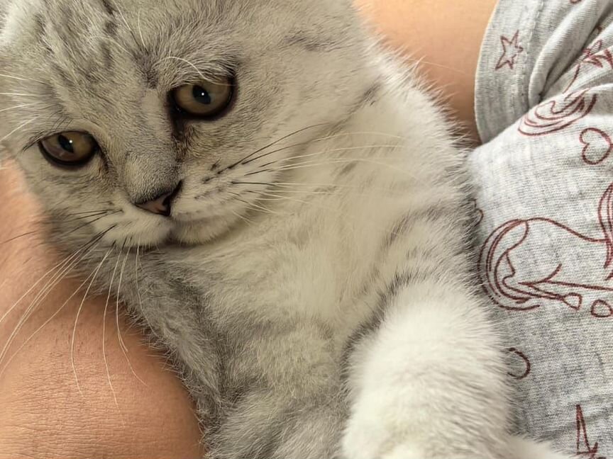 Котики шатланские