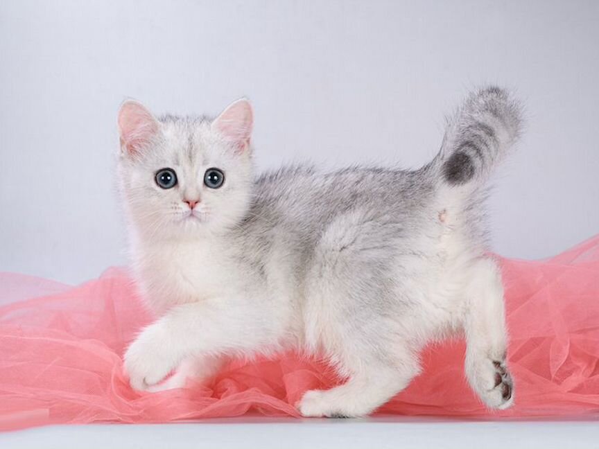 Британские котята. Окрас серебро. Девочка