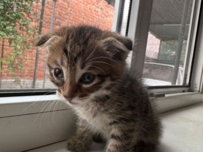 Кошки вислоухие в добрые руки