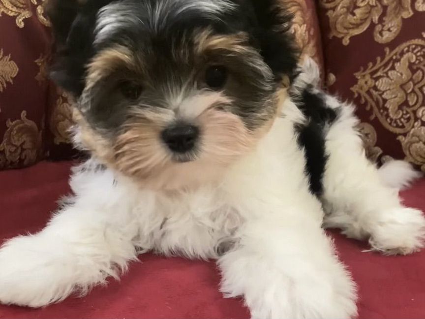 Бивер девочка