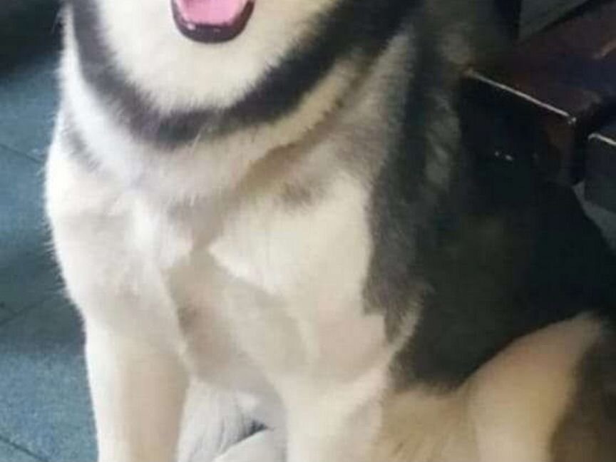 Собака в добрые руки злая под охрану в любые места