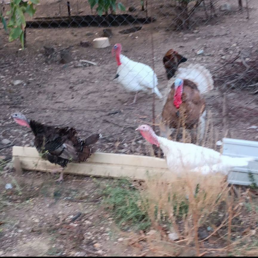 Индюки домашние