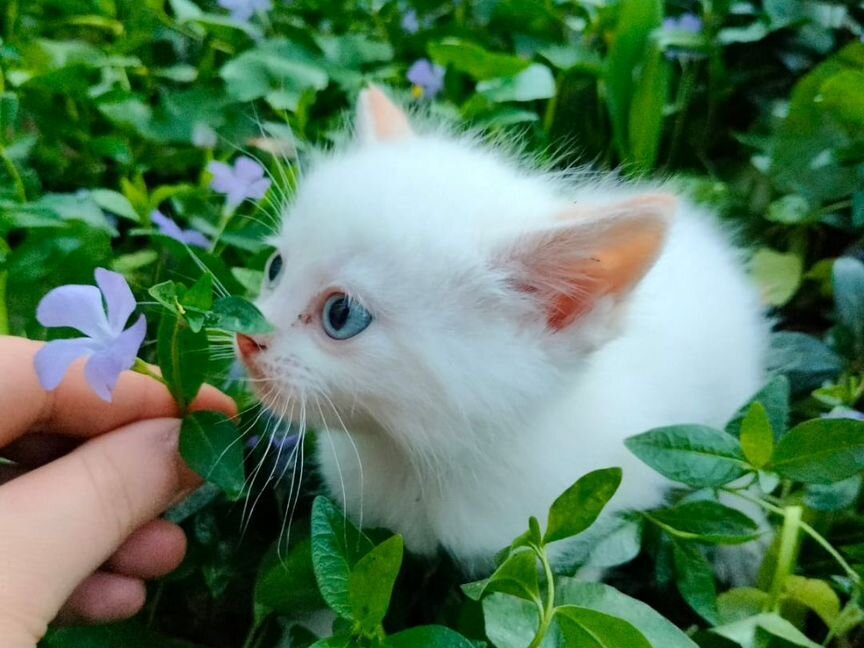 Отдам котёнка в добрые руки