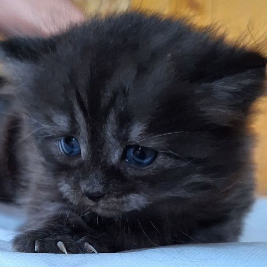 Отдам в хорошие руки котенка